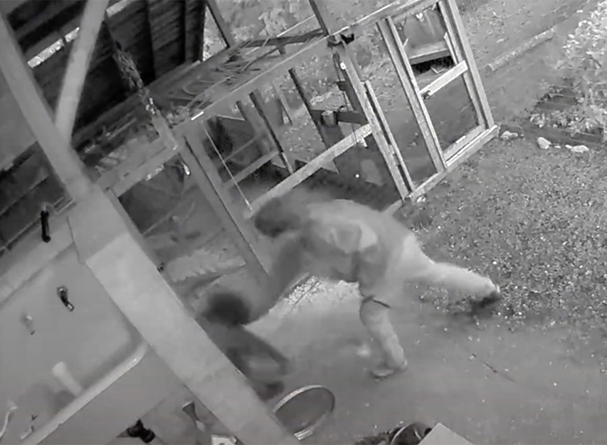 Video Shows a Hero Man Slapping Bear in Face to Protect Family
