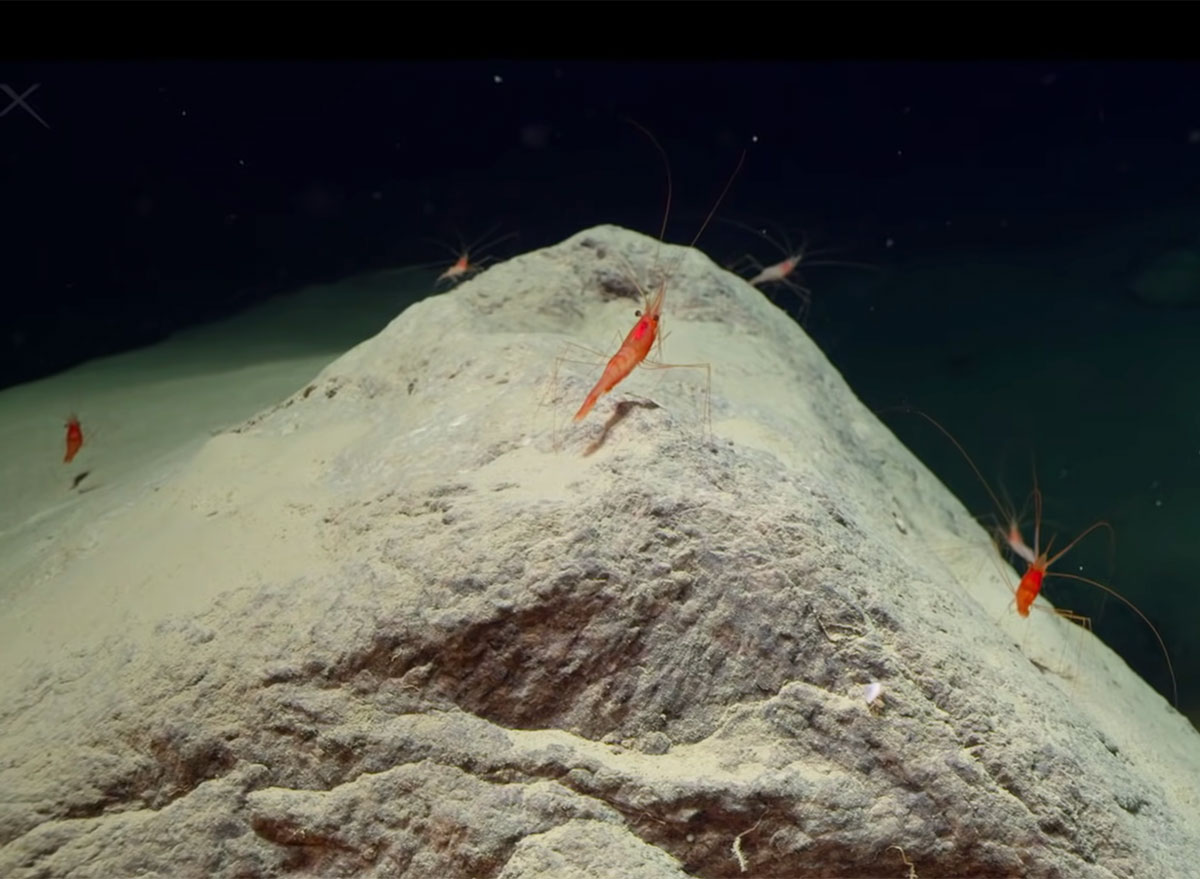 Scientists Discovered Real-Life “Death Pool” on Bottom of the Sea.