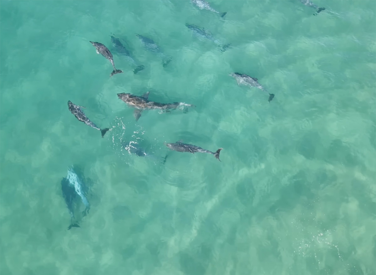 Angry Dolphins Chase a Great White Shark From Popular Beach