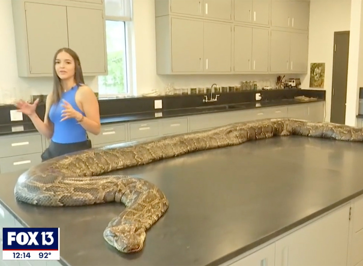 Florida Teen Wins $10,000 Catching 28 Invasive Burmese Pythons