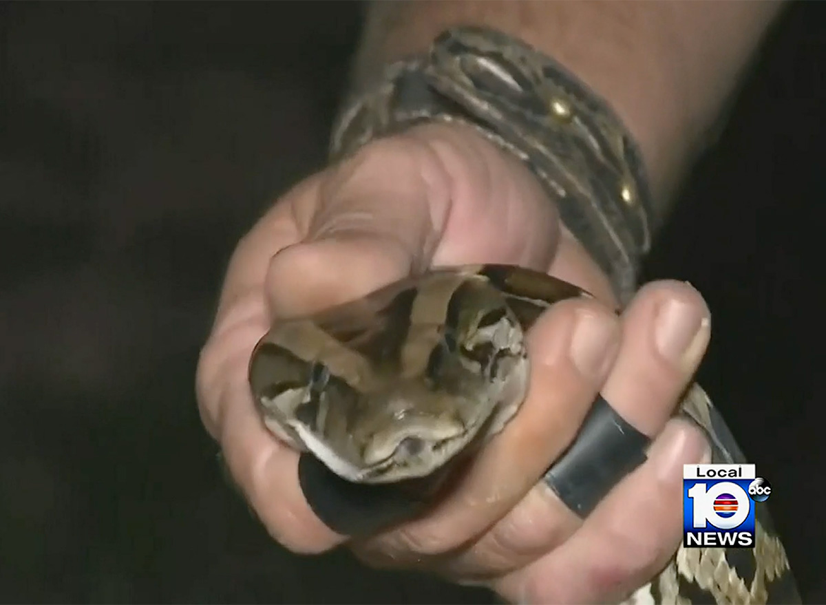 Florida Teen Wins $10,000 Catching 28 Invasive Burmese Pythons