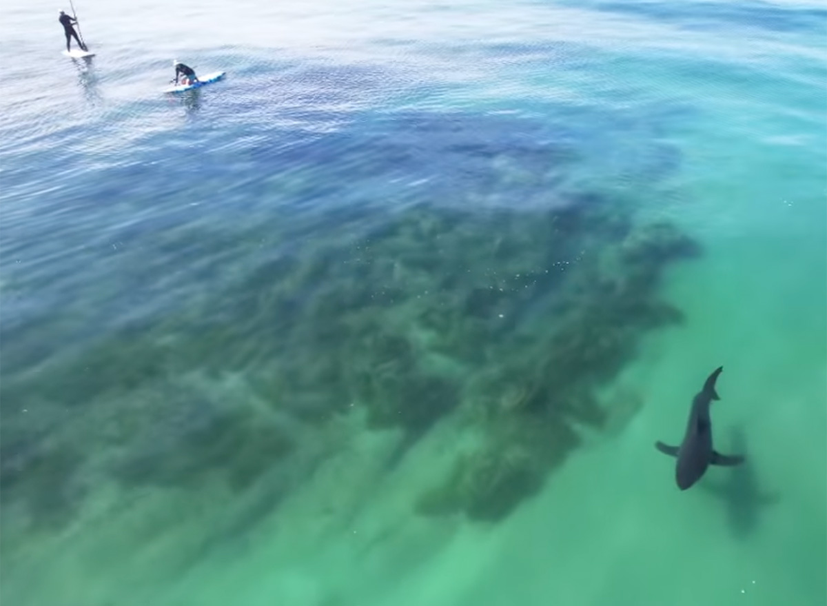 Massive Shark Encircling Paddle Boarders in Preparation of Attack