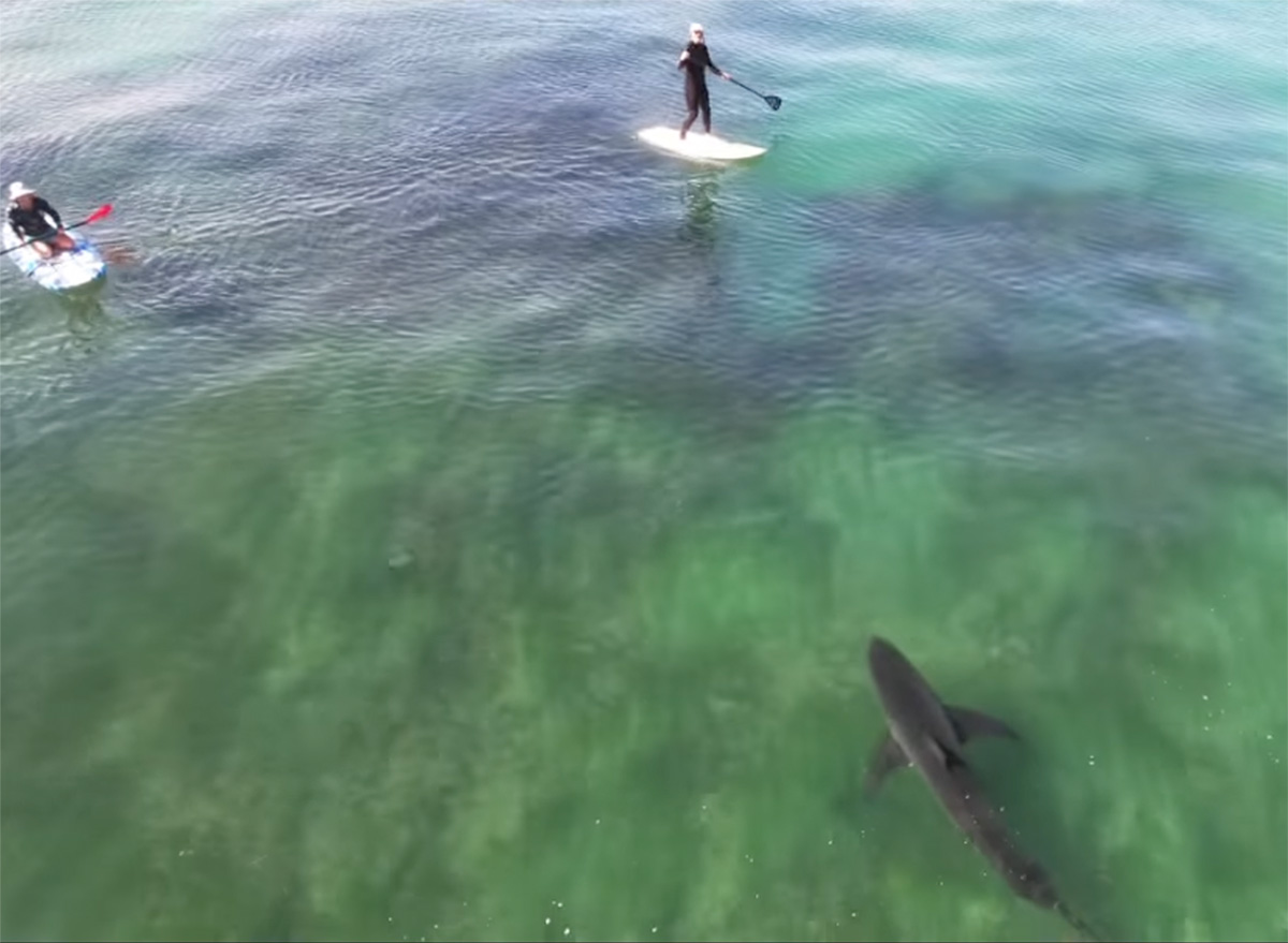 Massive Shark Encircling Paddle Boarders in Preparation of Attack