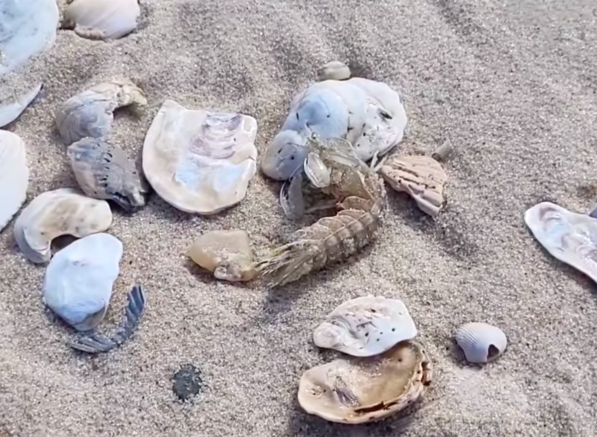 Aggressive Mantis Shrimp Wash Ashore on Beaches After Storm