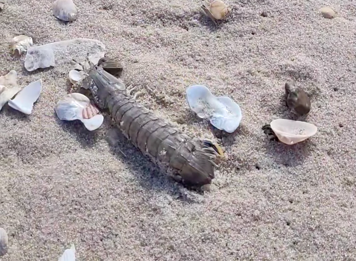 Aggressive Mantis Shrimp Wash Ashore on Beaches After Storm