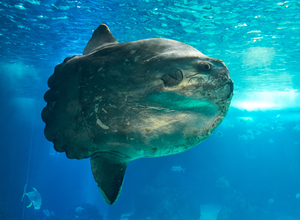 Heaviest Bony Fish Discovered ”The Size of a Hippopotamus”