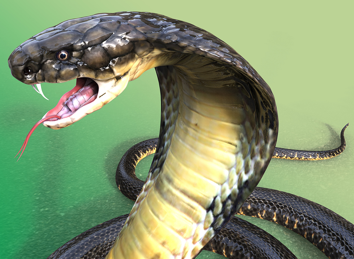 Pilot Discovers Deadly Cobra in His Cockpit at 11,000 Feet