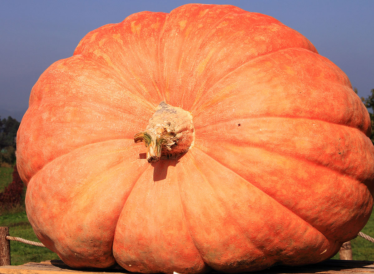 Video Shows the Record-Beating 2,554-Pound Monster Pumpkin