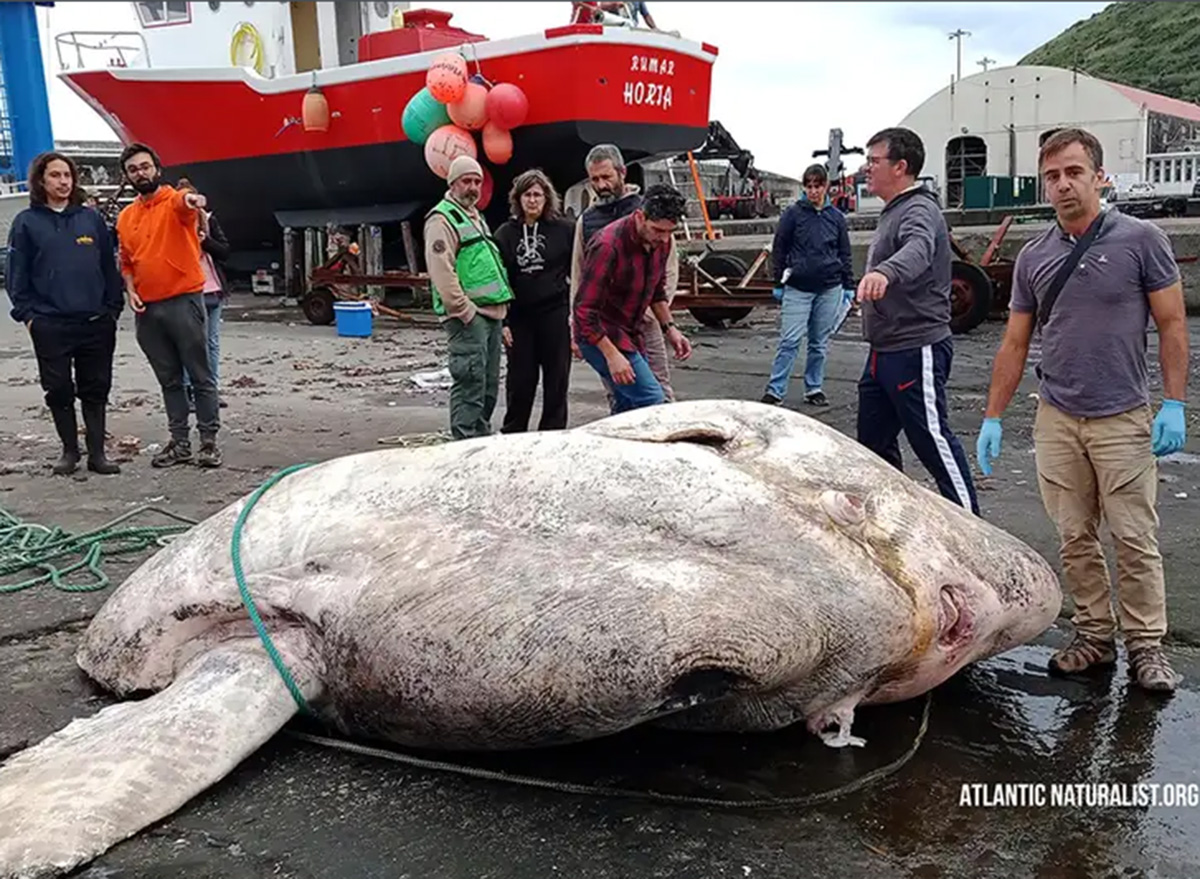 Heaviest Bony Fish Discovered ”The Size of a Hippopotamus”