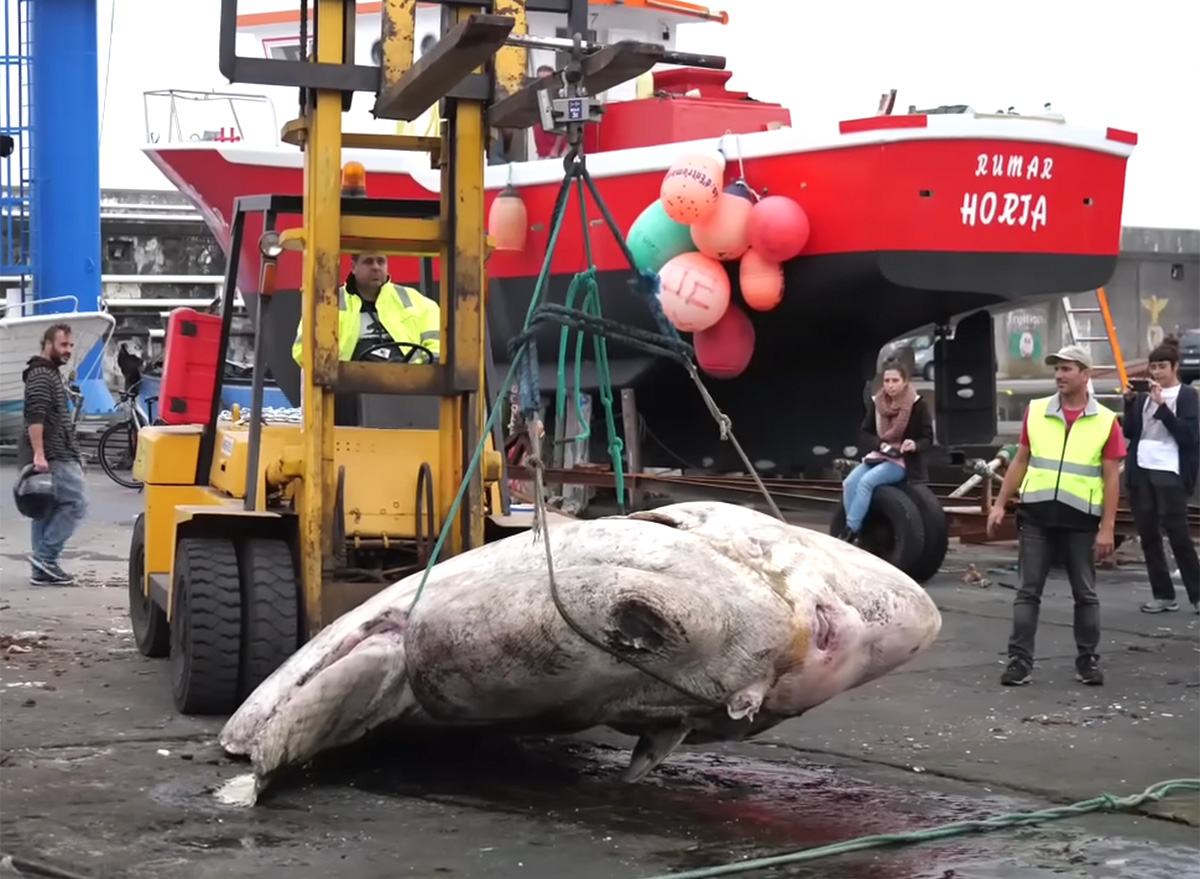 Heaviest Bony Fish Discovered ”The Size of a Hippopotamus”