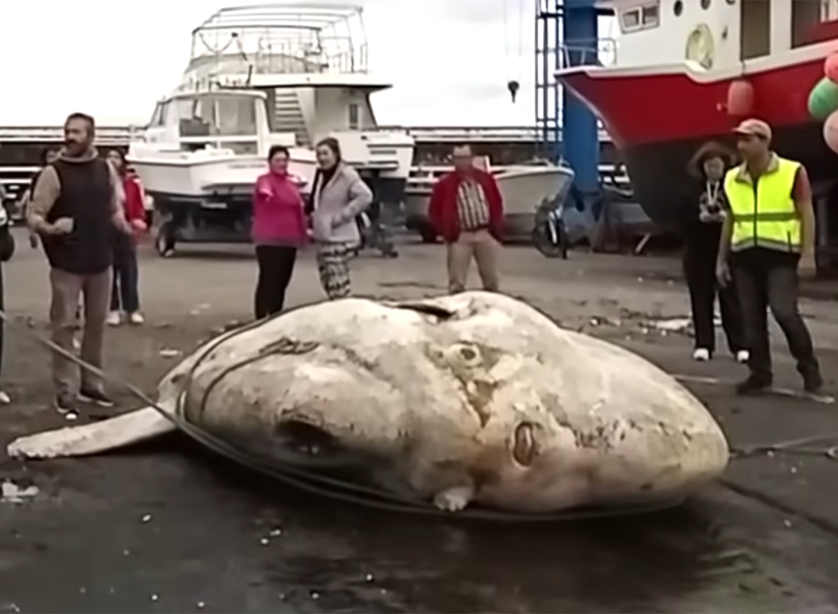 Heaviest Bony Fish Discovered ”The Size of a Hippopotamus”