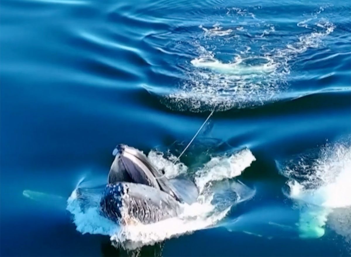 Video Humpback Whale Trying to Free Itself From Ropes of Buoy