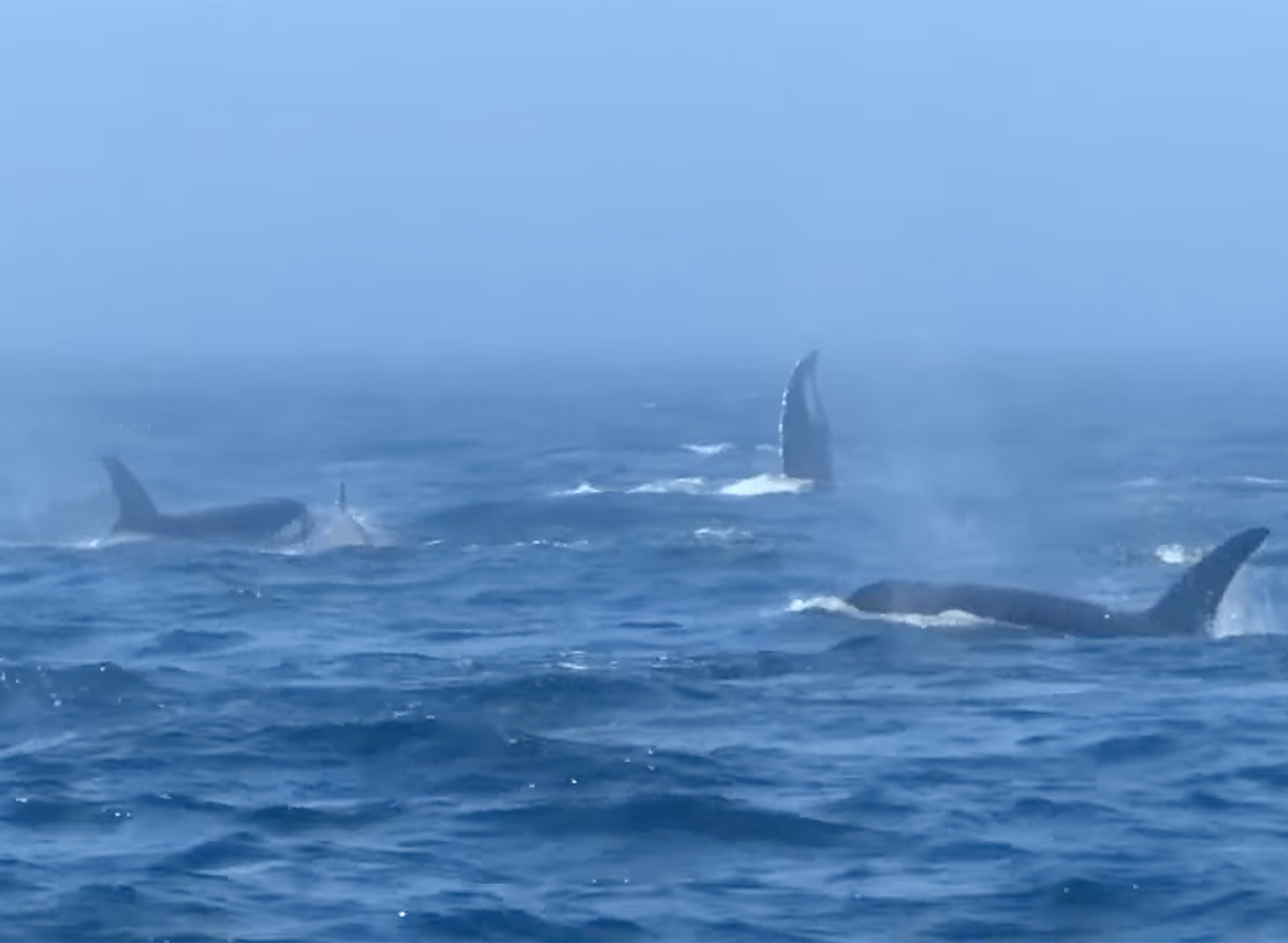 Two Humpback Whales Battle Killer Whales to Protect Sea Lions