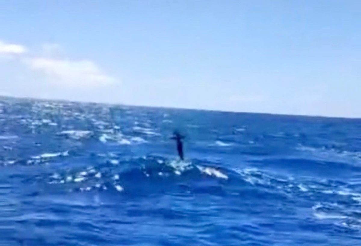 Massive Shark Jumps on the Fishing Boat.