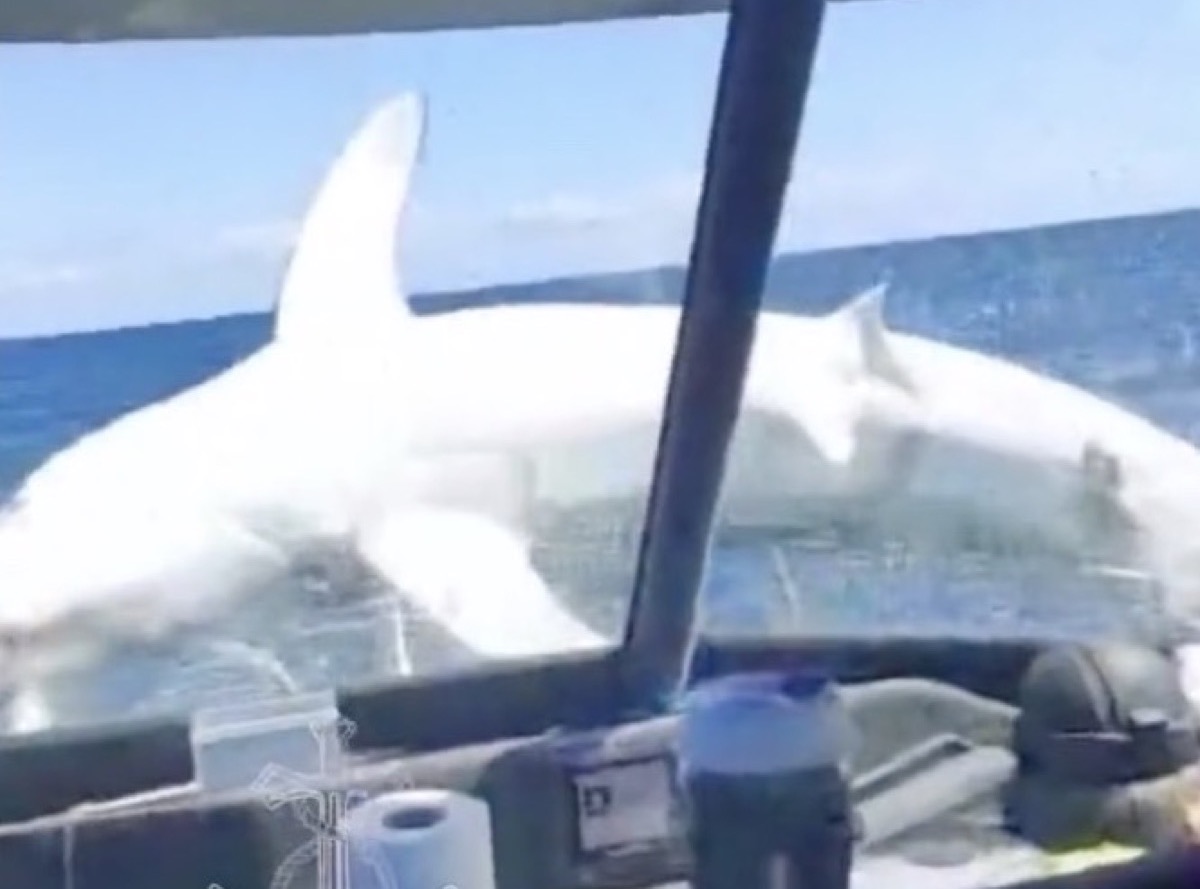 Massive Shark Jumps on the Fishing Boat.