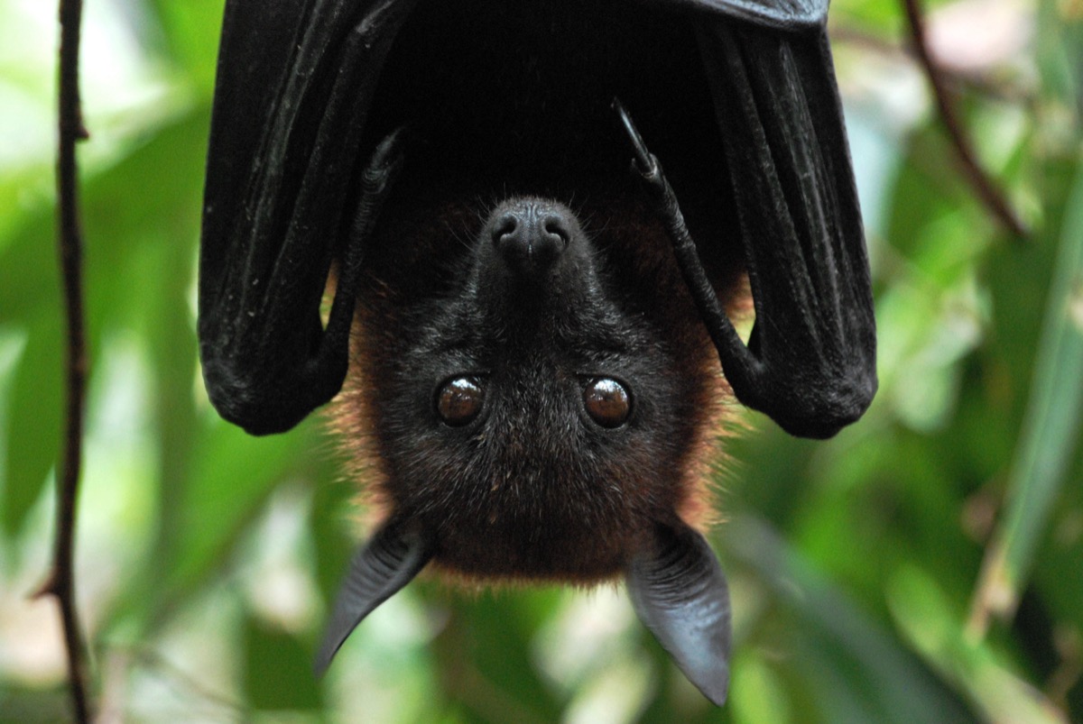 Hungry “Megabats” Could Start the Next Pandemic