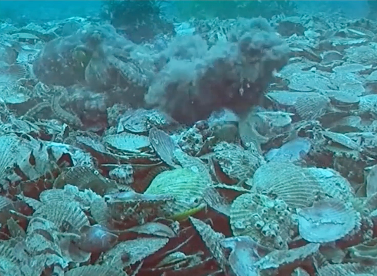 Octopuses Throwing Shells at Each Other When They Get Mad