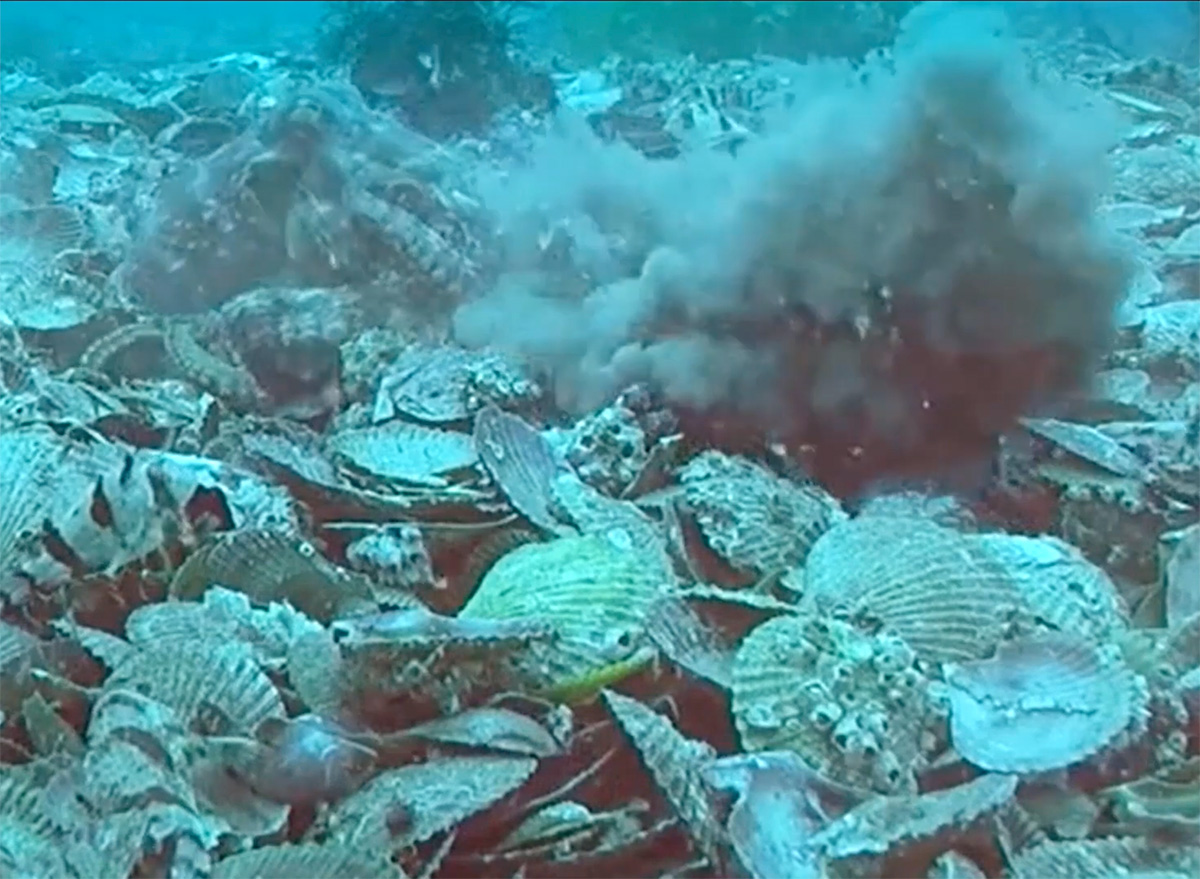 Octopuses Throwing Shells at Each Other When They Get Mad