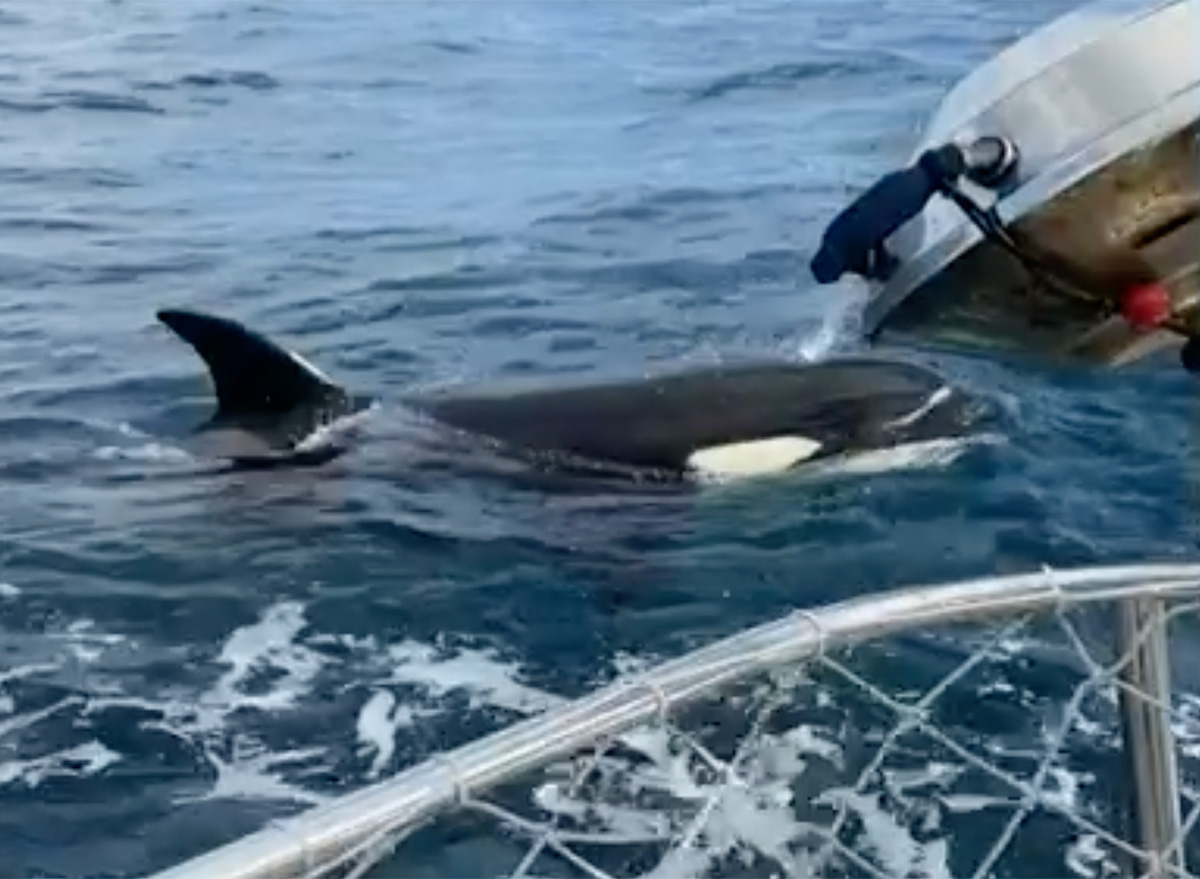 Gang of Violent Orcas Attack and Sink Boat in Atlantic
