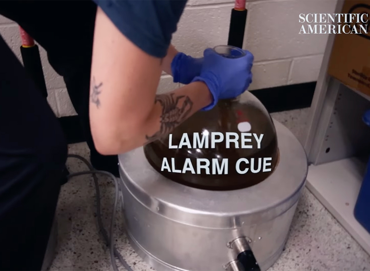 Video Scientists Making a “Nightmarish Coffee” From Parasitic Fish