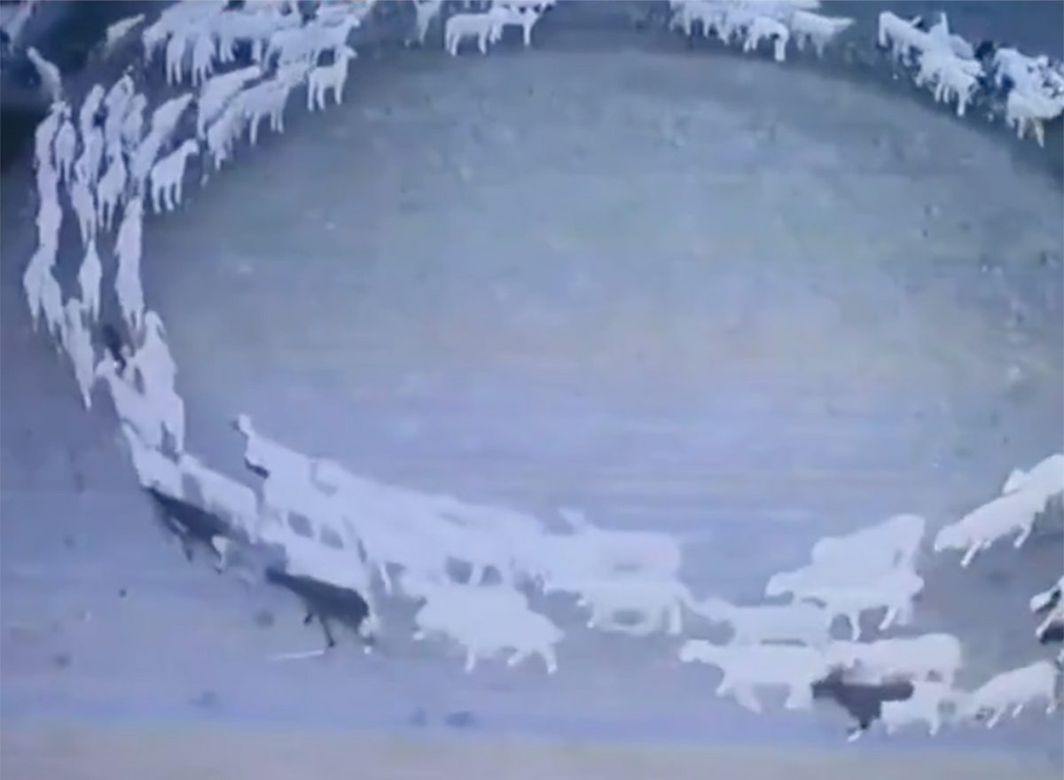 Footage Shows Sheep Mysteriously Walking Around in Circles
