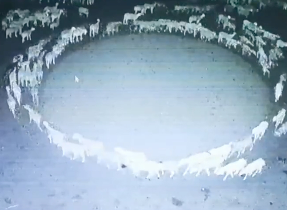 Footage Shows Sheep Mysteriously Walking Around in Circles