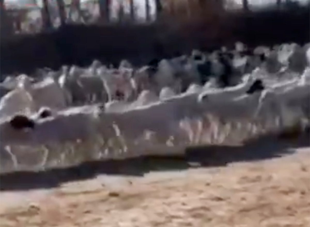 Footage Shows Sheep Mysteriously Walking Around in Circles