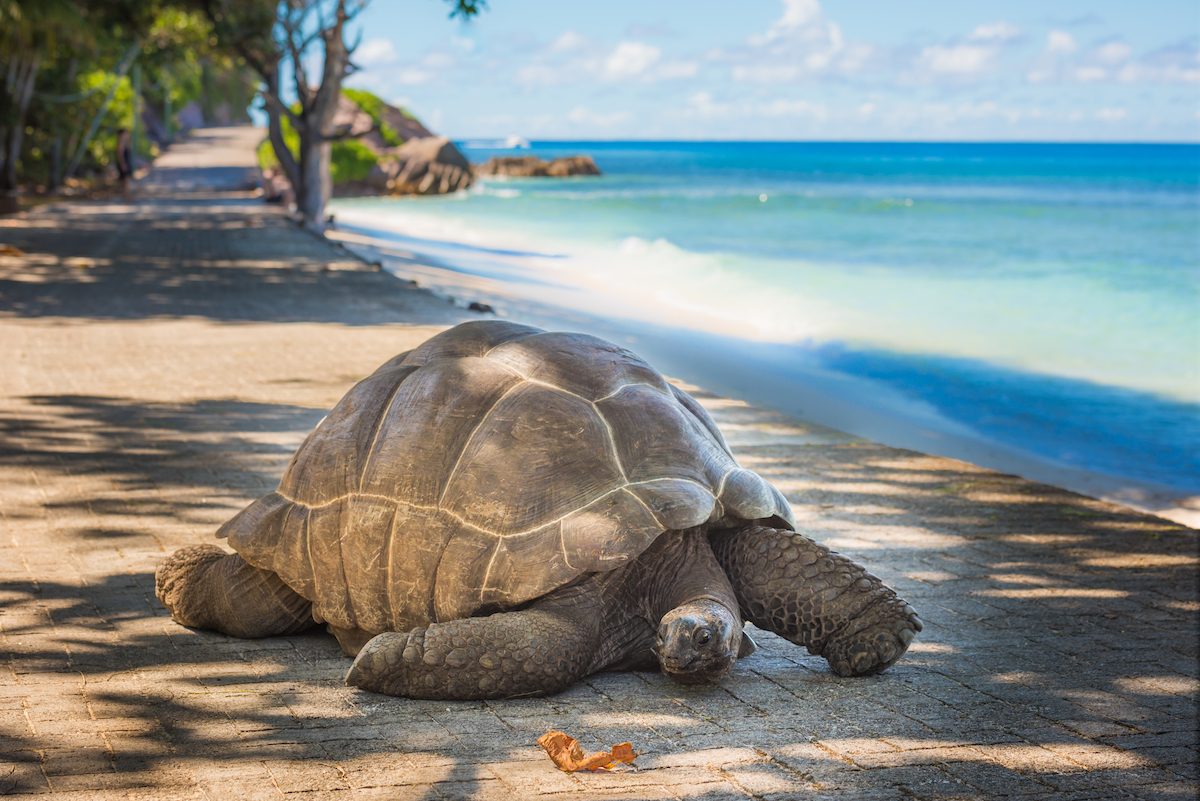 What Do Turtles Sound Like?