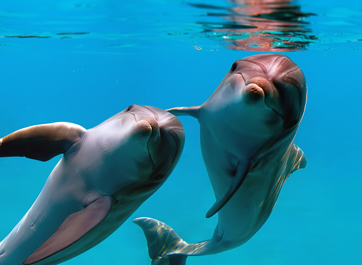 Yes, Dolphins Can Whistle Their Names, New Study Proves