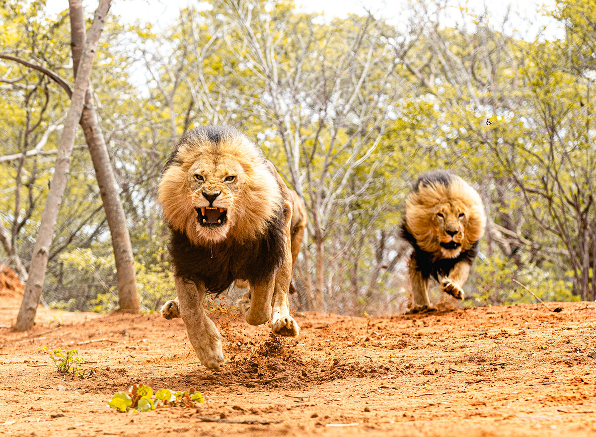 Five Lions Escape Enclosure at Zoo as Families Camping Nearby