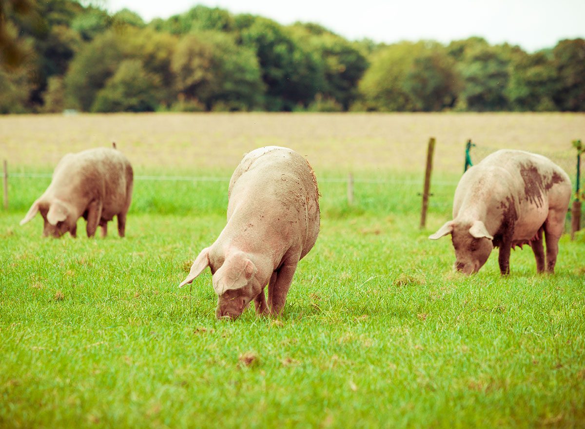Sty-Scrapers: China is Planning a Series of High-Rises for Pigs