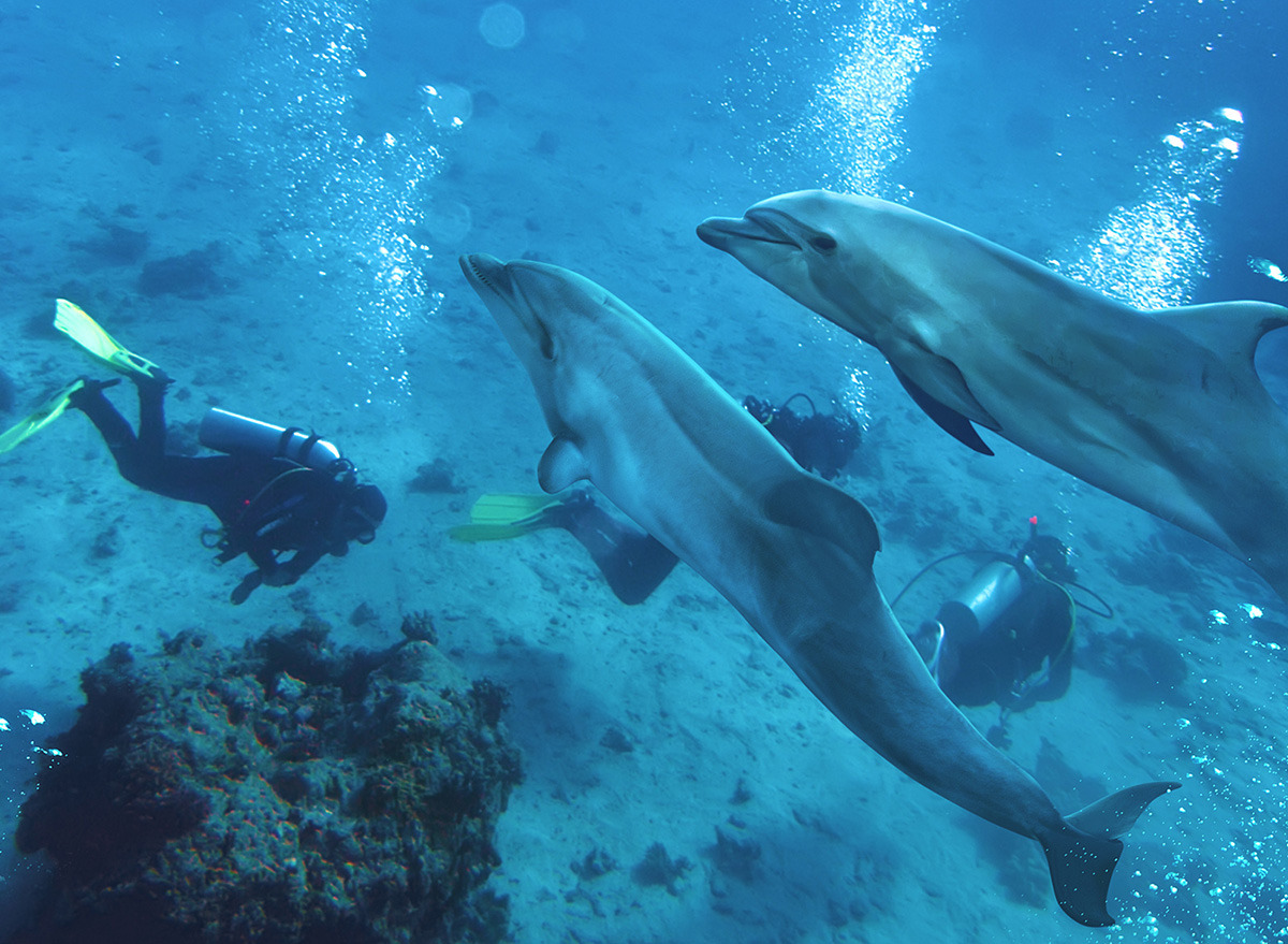 Yes, Dolphins Can Whistle Their Names, New Study Proves
