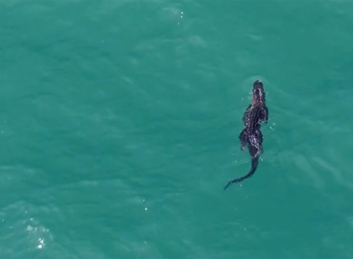 A 10-Foot Alligator Swimming in the Sea Toward Florida Beach