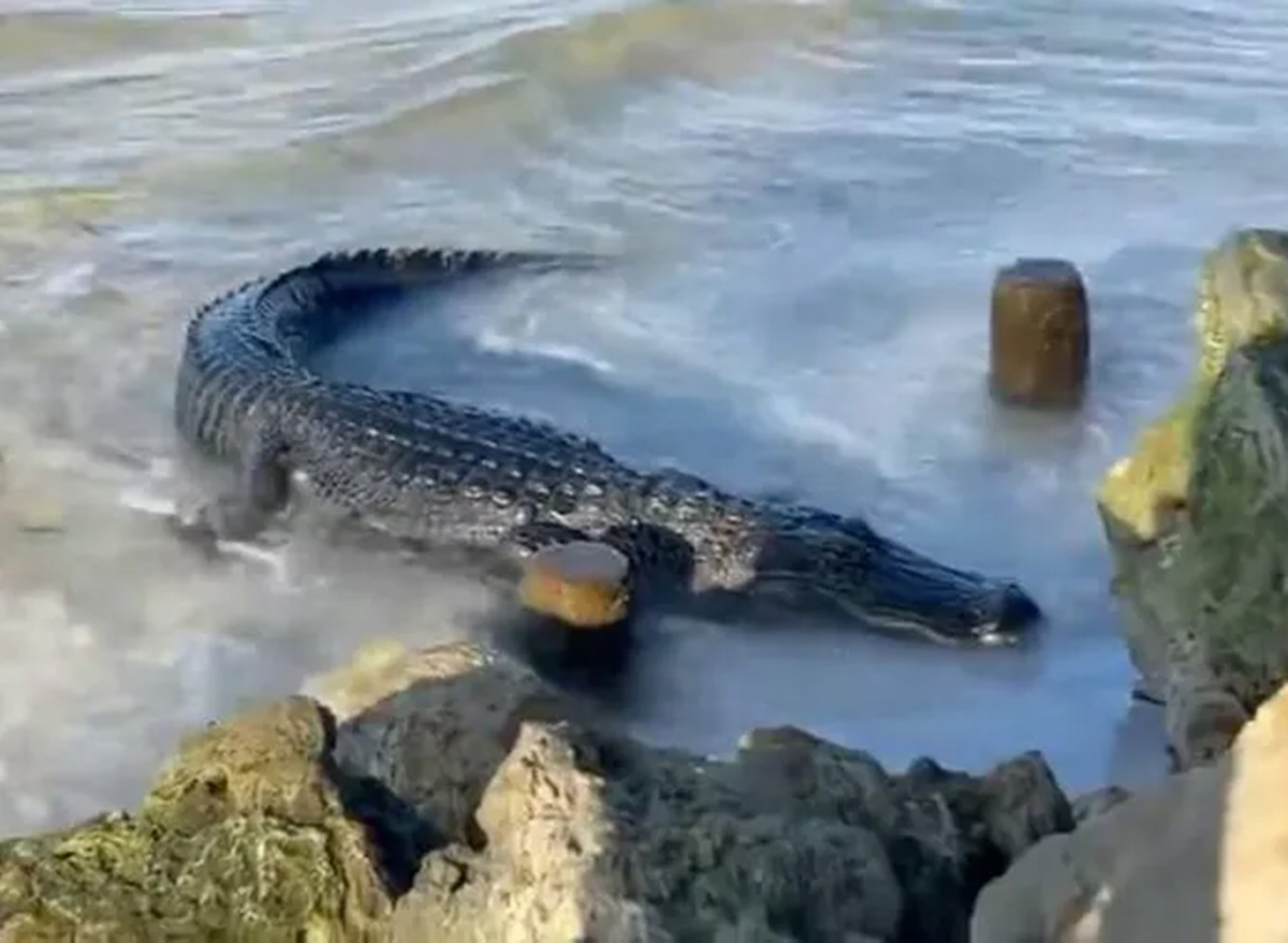 A 10-Foot Alligator Swimming in the Sea Toward Florida Beach