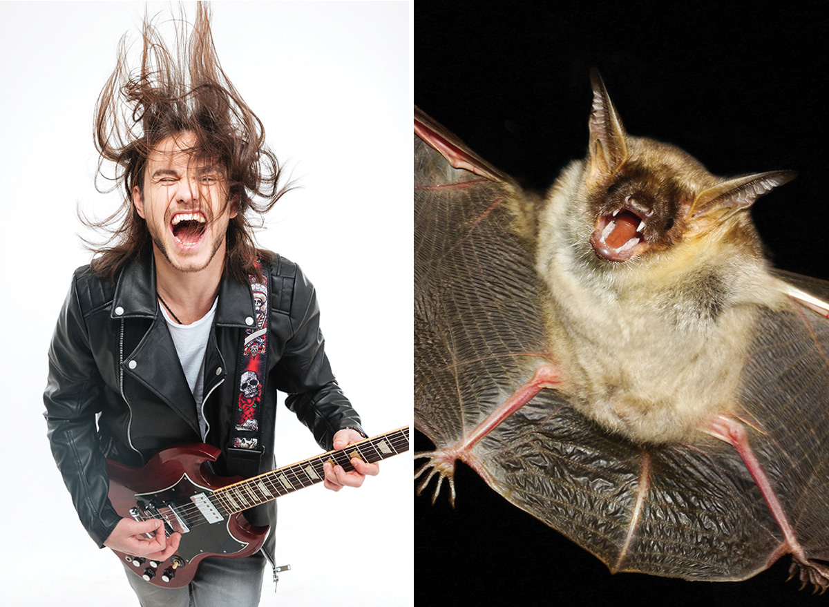 Bats Use Same Techniques as Death Metal Singers to Vocalize