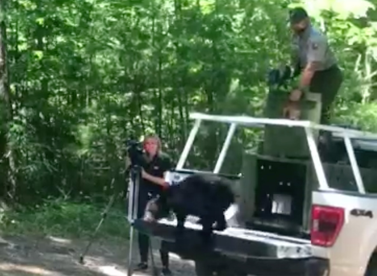 Bear Deported From National Park Walks 1,000 Miles Back Home