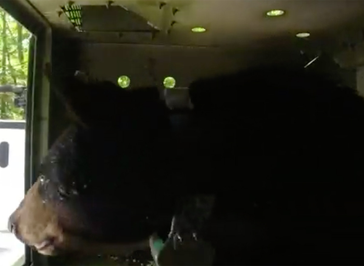 Bear Deported From National Park Walks 1,000 Miles Back Home