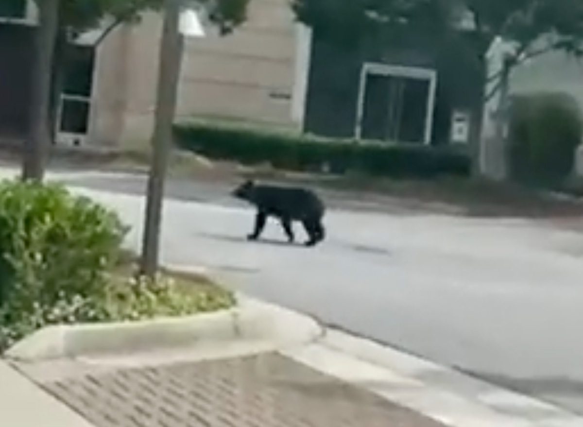 Bear Deported From National Park Walks 1,000 Miles Back Home