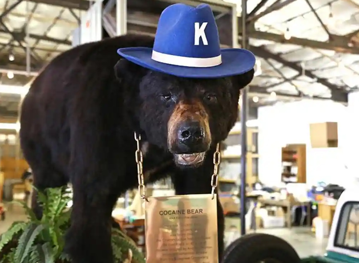 The Real Story of Bear on Cocaine Binge That Inspired the Movie