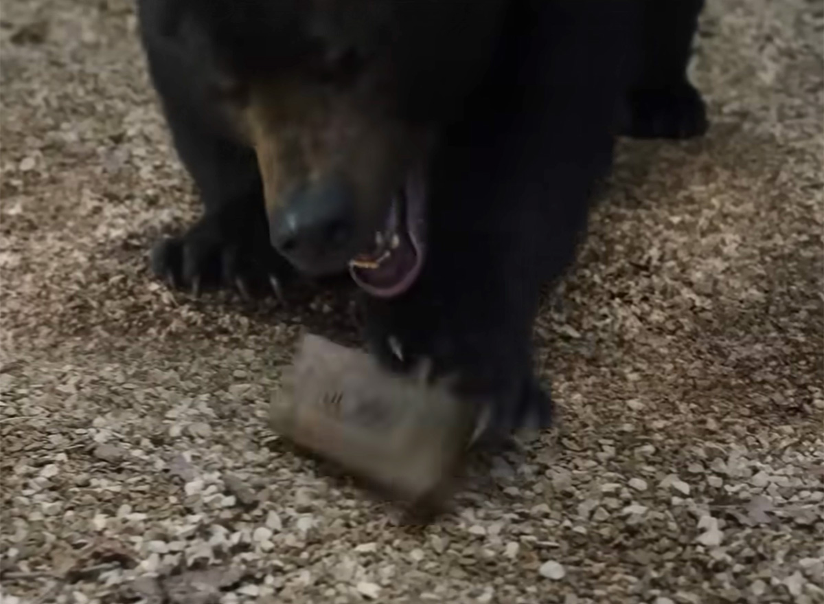The Real Story of Bear on Cocaine Binge That Inspired the Movie