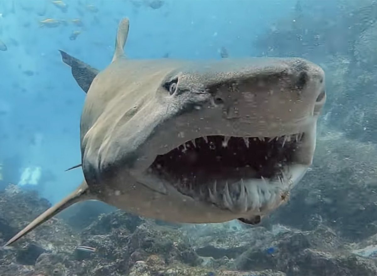 Moment a Gigantic Shark Shows Off His Teeth to a Scuba Diver