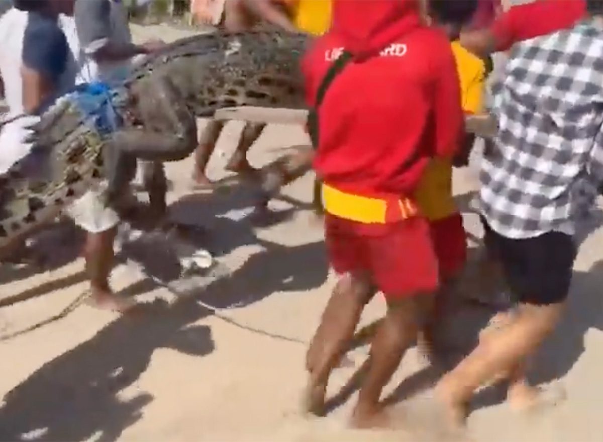 Woman Records Beach Guards Carry Huge Crocodile From Water