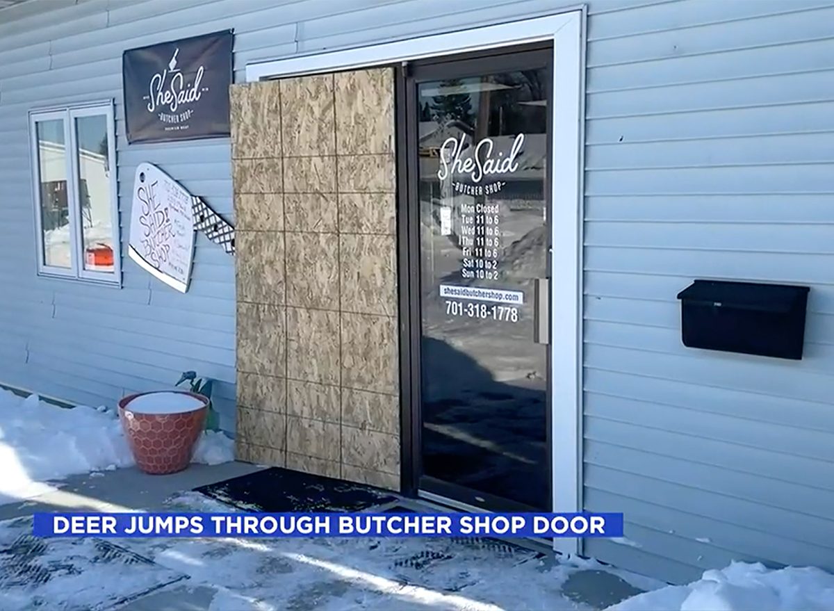 Deer Charges Full Speed Through Glass Doors of Butcher Shop