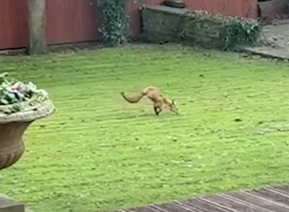 Moment Two-Legged Fox Walks Through Couple’s Garden Upright