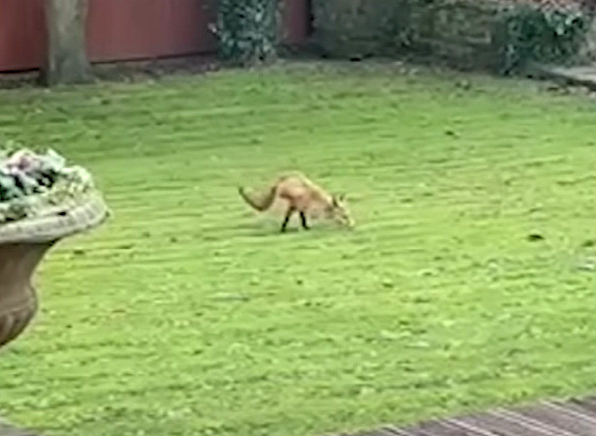 Moment Two-Legged Fox Walks Through Couple’s Garden Upright