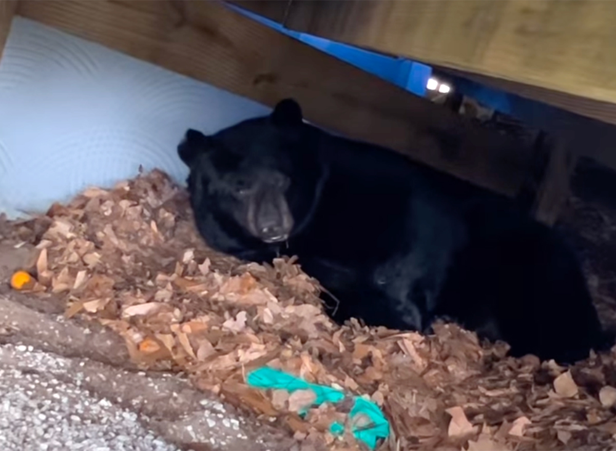 Family Finds Hibernating Bear Under Their Deck and Let Him Stay
