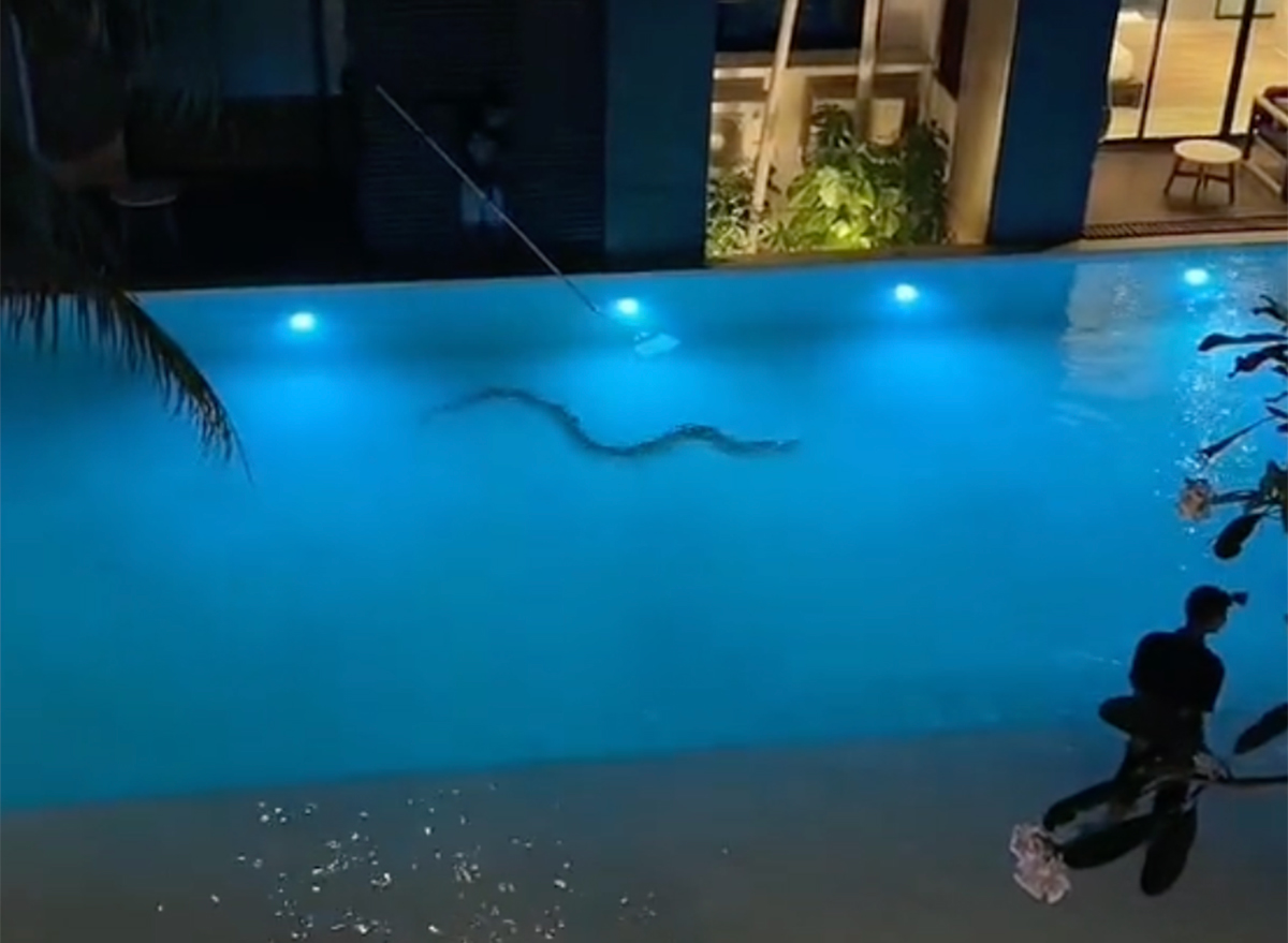 Woman Discovers 12-Foot Monster Snake Swimming in Hotel Pool