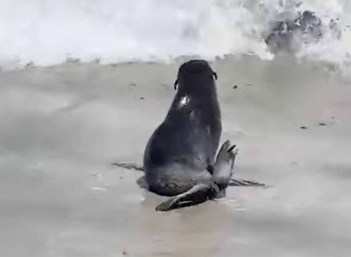 Aggressive Seals With Brain Damage Keep Attacking Bathers