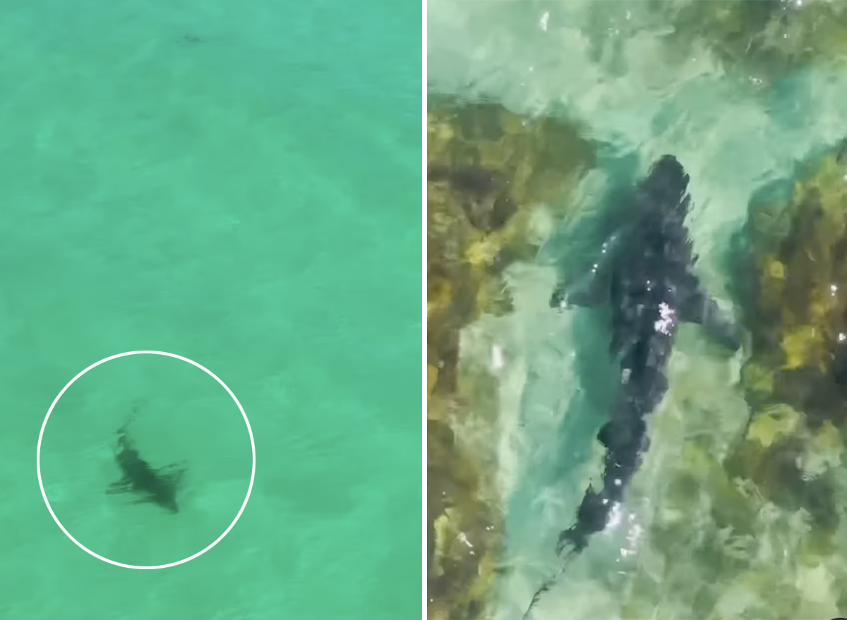 3 Large Sharks Lurk Feet Away From Unaware Swimmers