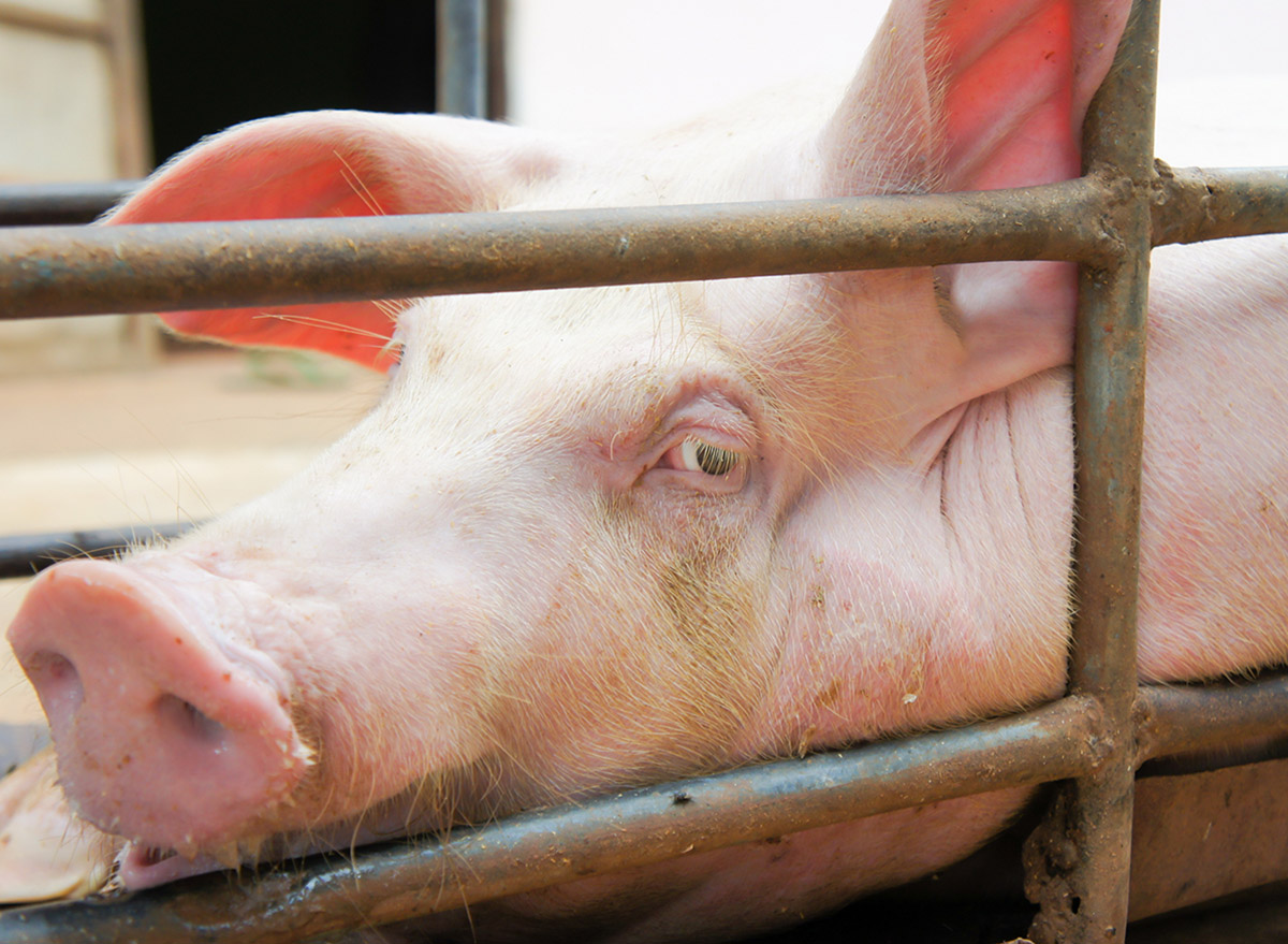 Pig Kills Slaughterhouse Butcher Pushing Him to Fall on Own Knife